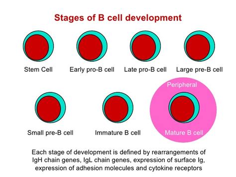 B Cell Development