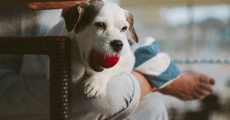 Se Hai Pensato Queste Cose Allora è Evidente Non Hai Mai Avuto Un Cane