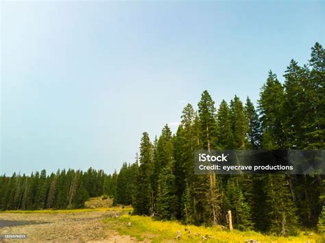 그랜드 메사 국유림 사진 시리즈의 산들바람이 부는 화창한 여름날 풍경 0명에 대한 스톡 사진 및 기타 이미지 0명 가문비나무 경관 Istock