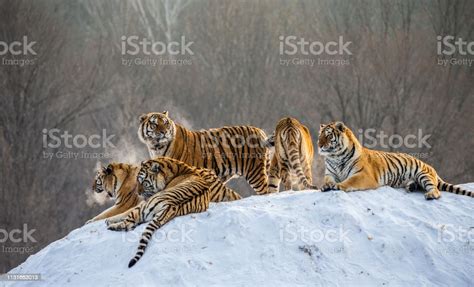 겨울 나무의 배경에 대 한 눈 덮인 언덕에 몇 시베리아 호랑이 중국 하얼빈 무단 장 국 헝 다 우지 공원 시베리아 호랑이
