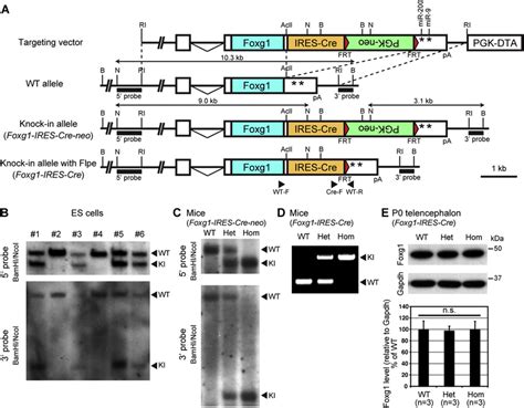 Generating A Foxg1 Ires Cre Knock In Allele By Gene Targeting A