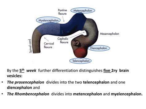 Development Of Cns Ppt