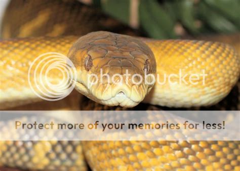 Eastern Moluccan Python Reptile Forums