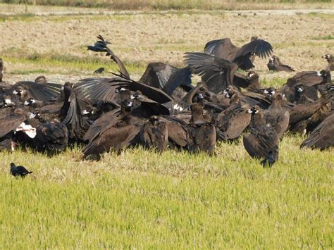 고성독수리생태체험관 날아라 고성독수리 경상남도 고성군 가볼만한곳 관광지랭킹