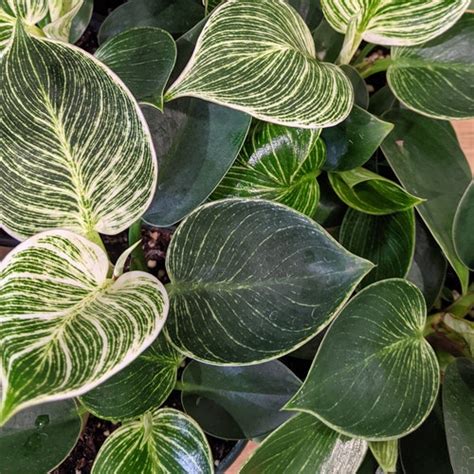 Philodendron Birkin Live Plant 4 Pot 1 Plant Super Etsy