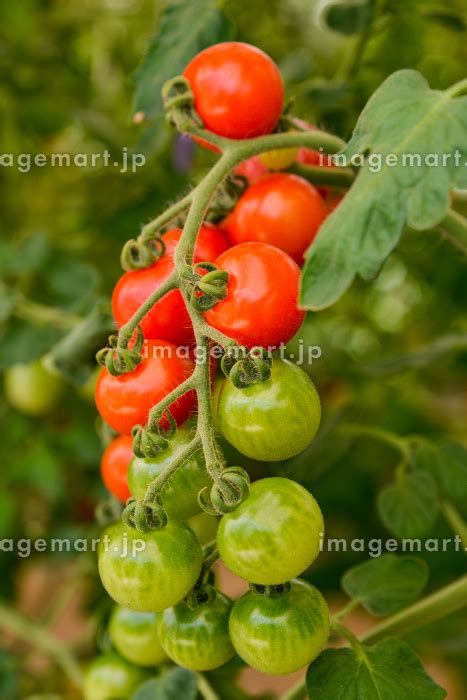 ミニトマトの栽培の写真素材 213840621 イメージマート