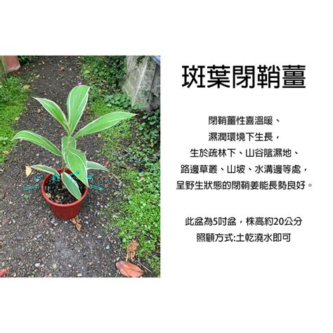 心栽花坊 斑葉壁鞘薑 5吋盆 綠化植物 室內植物 觀葉植物 售價220特價180 蝦皮購物