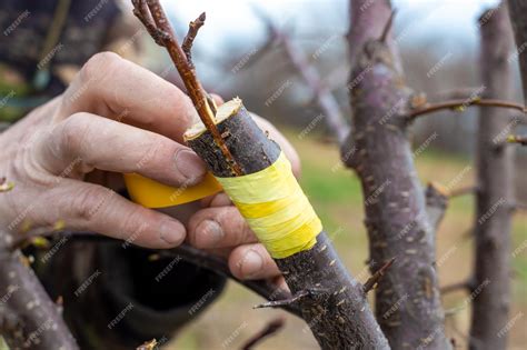 Premium Photo Gardener Grafts The Fruit Tree Using The Split Method