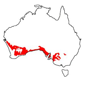 Mallee Woodlands and Shrublands Facts for Kids