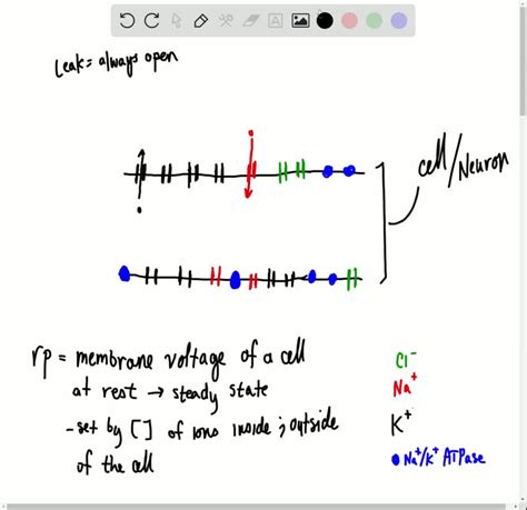 How Is Resting Potential Maintained