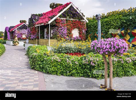Floral Peacocks At The Miracle Gardens In Dubai Uae Middle East Stock
