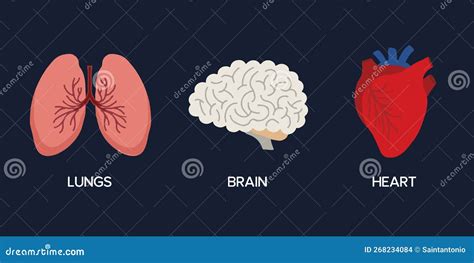 Human Internal Organs Cartoon Anatomy Body Parts Brain Heart And