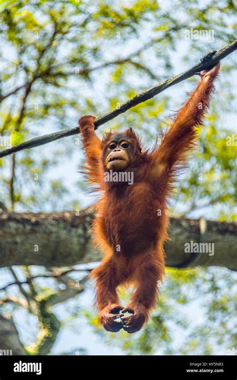 Borneo Orang Utan Pongo Pygmaeus hängen an einem Seil Klettern