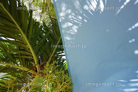 青い空を背景にしたヤシの木、トロピカル、サマー背景素材 214712502 イメージマート