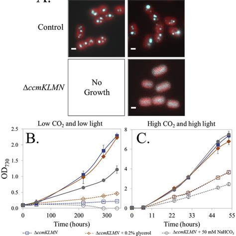 Comparison Of Metabolite Pool Size Between Synechococcus Pcc 7002