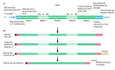 Biología Molecular Aprendizaje U Chile