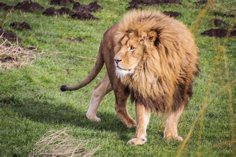 Premium Photo Lion Standing On Grass