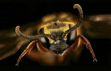 How Ethical Hacking Against Mutillidae Ii Can Boost Security Admin