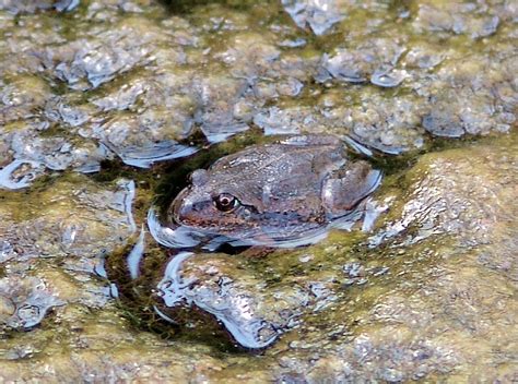 Frogs Of Simpsons Gap Ausemade