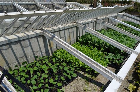 Starting Seedlings In A Cold Frame Can You Plant Seeds In Cold Frames