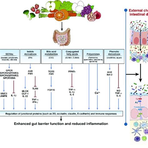 Pdf Regulation Of Intestinal Barrier Function By Microbial Metabolites