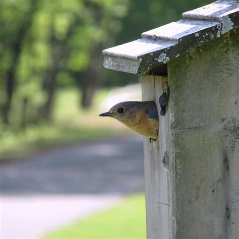 Choosing The Right Bluebird House Tips And Recommendations Blue