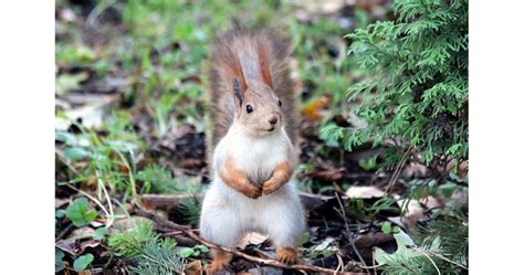 Пускат специално отопление за животните в зоопарка в Шумен очакват