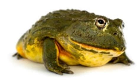 Pixie Frog Care Sheet