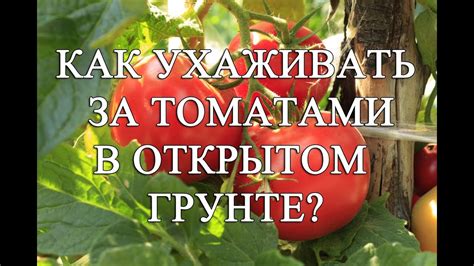 Как ухаживать за томатами 🍅 в открытом грунте - YouTube