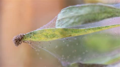 Is Castile Soap The Answer To Spider Mite Free Houseplants