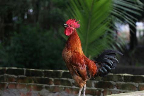 Fazlul Kader Chowdhury Photography