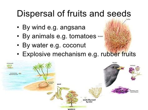 Chapter 16 Reproduction In Plants Lesson 3 Fertilization And Post Fer