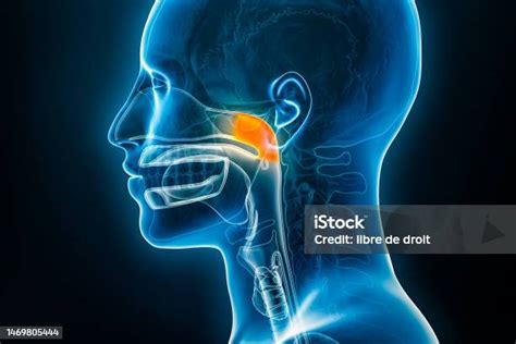 남성의 신체 윤곽이 있는 비인두 3d 렌더링 그림의 Xray 측면 또는 프로필 보기 인체 해부학 비 인두염 또는 감기 의료 생물학 과학 의학 건강 관리 개념 코인두에 대한