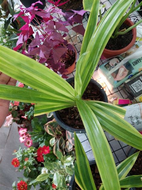 Rare Variegated Pandan Aurea Furniture Home Living Gardening