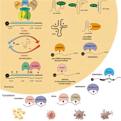 Non Coding Rna Influenced By M 6 A And Its Function In Cancers