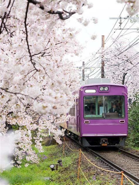 How To Plan A Japan Cherry Blossom Trip In 2024