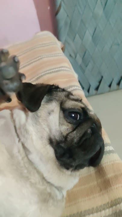 Cuteness Overload 😘😍😍 Pug Dog Shorts Pets Doglover Puglife Puppy