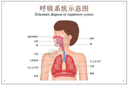呼吸系统psd格式 呼吸系统psd素材图片 呼吸系统psd模板下载 摄图网