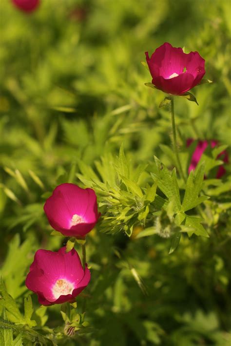 Poppy Mallow Purple Hamilton Native Outpost