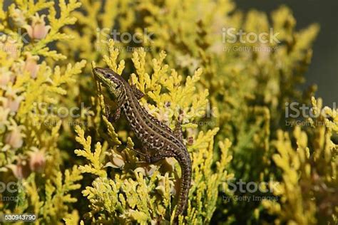이탈리어어 벽타기도마뱀 Thuja 서양 측백나무 Podarcis Sicula 분재 싸이프레스 갈고리 발톱에 대한 스톡 사진 및