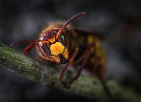 When To Consider Professional Wasp Removal In Melbourne Fl Orange