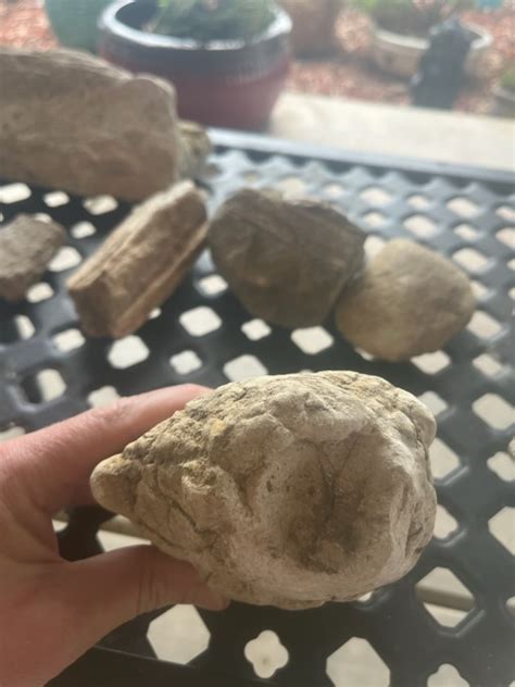 Large Invertebrate Burrow Cast Fossil Or A Concretion Fossil Id
