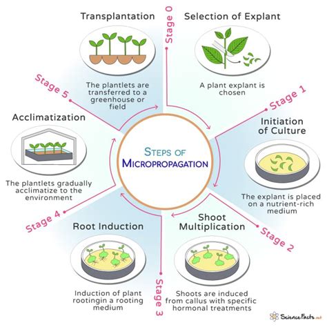 Chemoheterotroph Definition Source And Examples