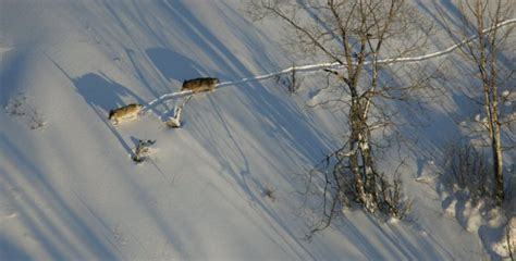 Inbred Wolves Struggle Moose Proliferate At Isle Royale National Park