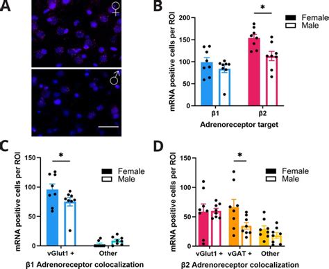 Sex Dependent Noradrenergic Modulation Of Premotor Cortex During