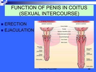 Male Reproductive Physiology Pptx