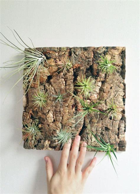 Living Air Plant Wall Art By Brrybnds On Etsy Air Plants Plant Wall