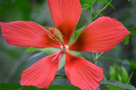 Swamp Mallow A Hardy Native Hibiscus For Wet Soils