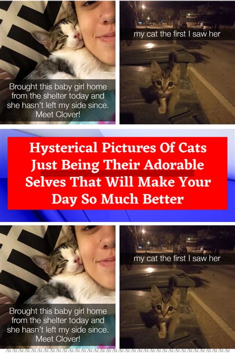 Hysterical Pictures Of Cats Just Being Their Adorable Selves That Will
