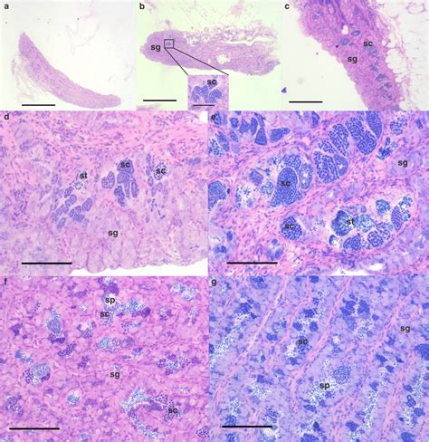 Histological Sections Of Testes From Hatchery Produced Greater